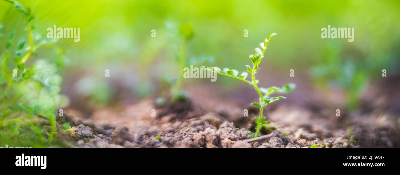 Peas planted in soil get ripe under sun. Cultivated land close up with ...