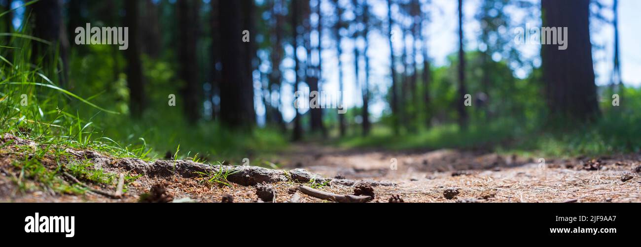 Forest path close-up with cones and roots. Low point of view in nature ...