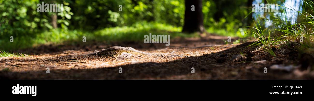 Forest path close-up with cones and roots. Low point of view in nature ...