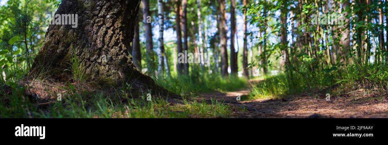 Forest path close-up with cones and roots. Low point of view in nature ...