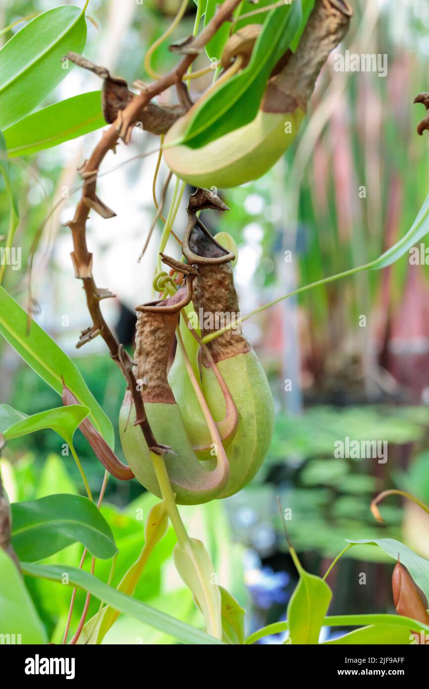 Colorfull pitcher plants, carnivorous plant on a tree Stock Photo - Alamy