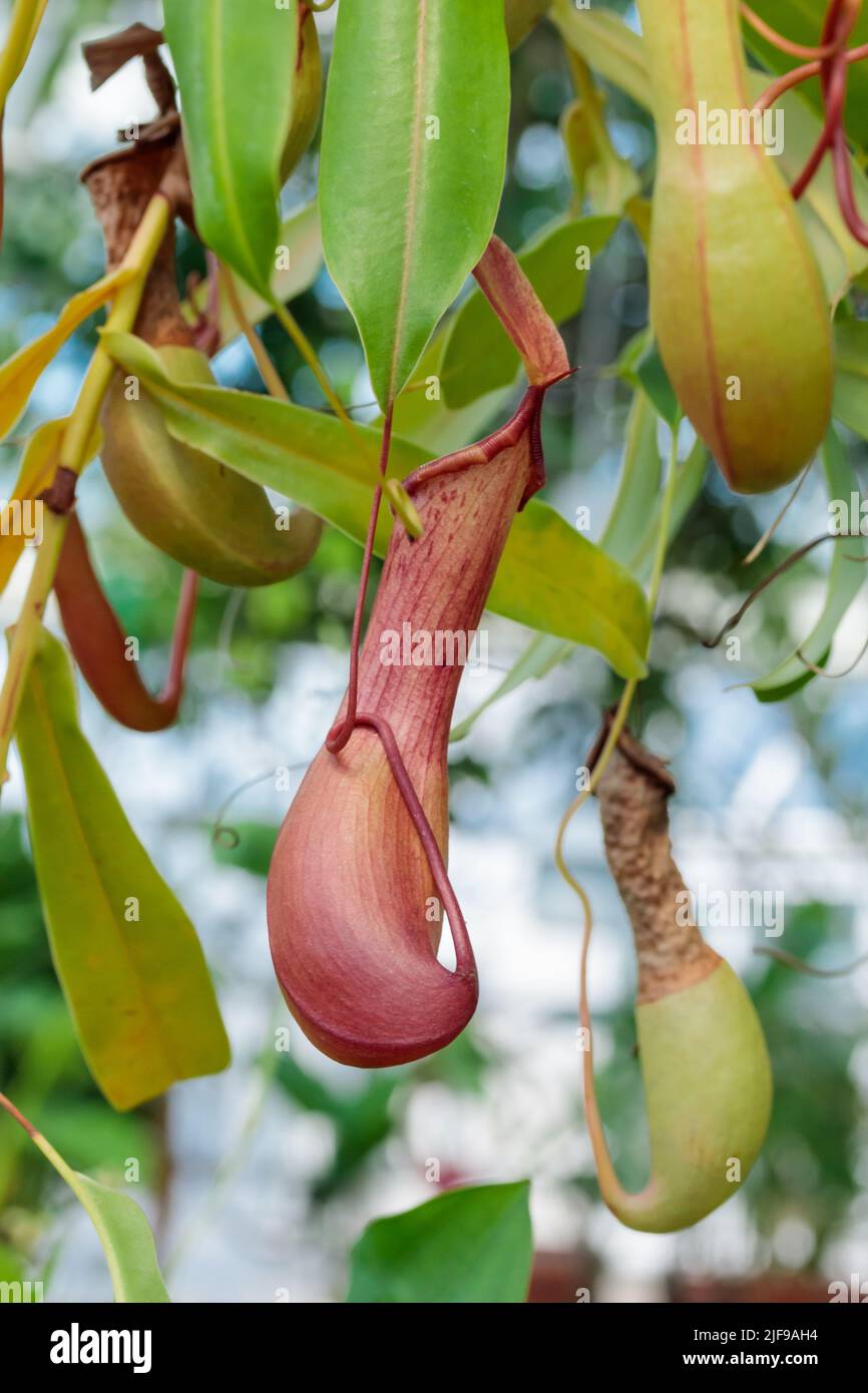 Colorfull pitcher plants, carnivorous plant on a tree Stock Photo - Alamy