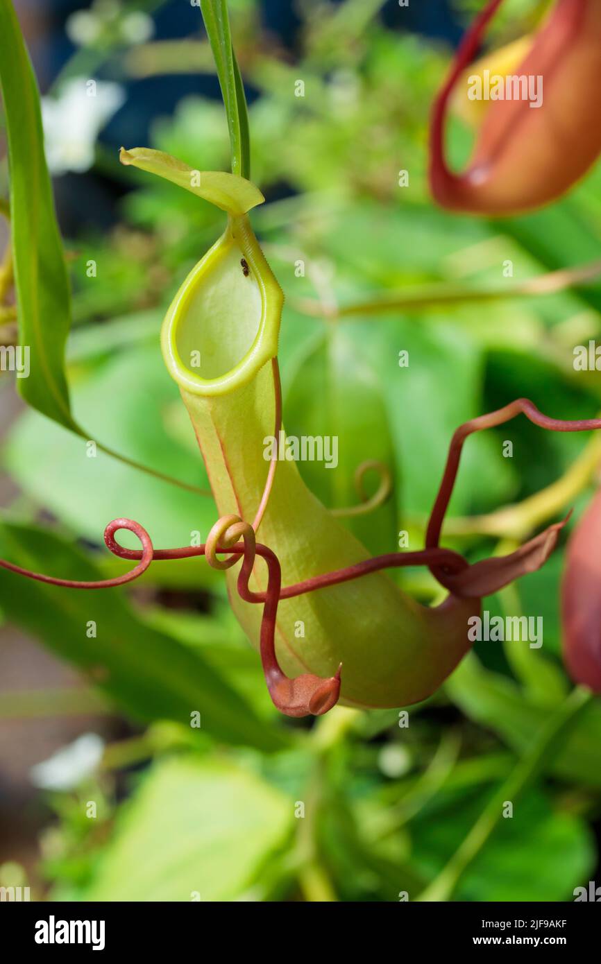Colorfull pitcher plants, carnivorous plant on a tree Stock Photo - Alamy