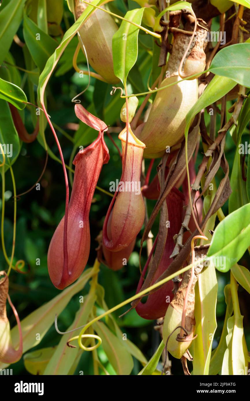 Colorfull pitcher plants, carnivorous plant on a tree Stock Photo - Alamy