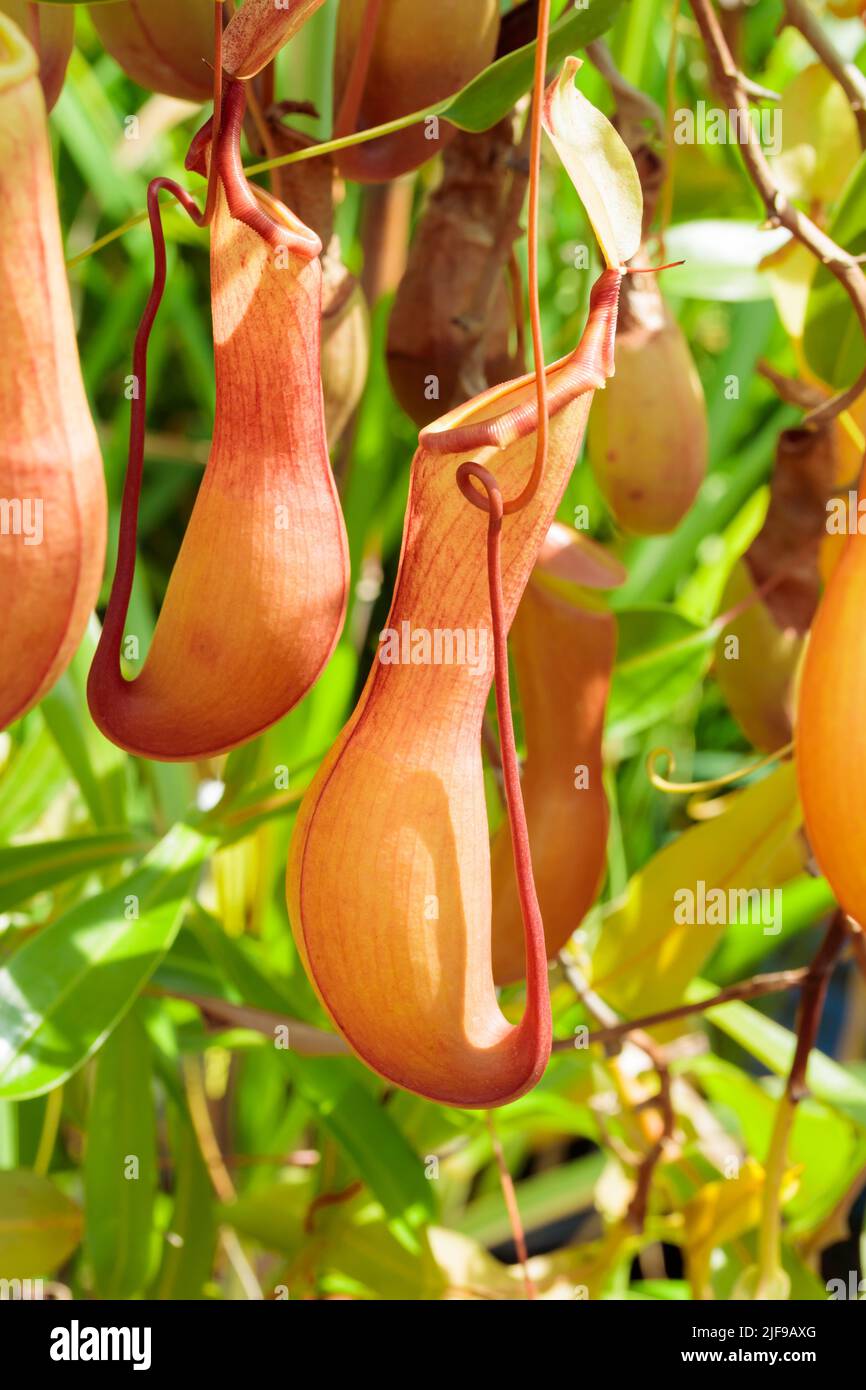 Colorfull pitcher plants, carnivorous plant on a tree Stock Photo - Alamy