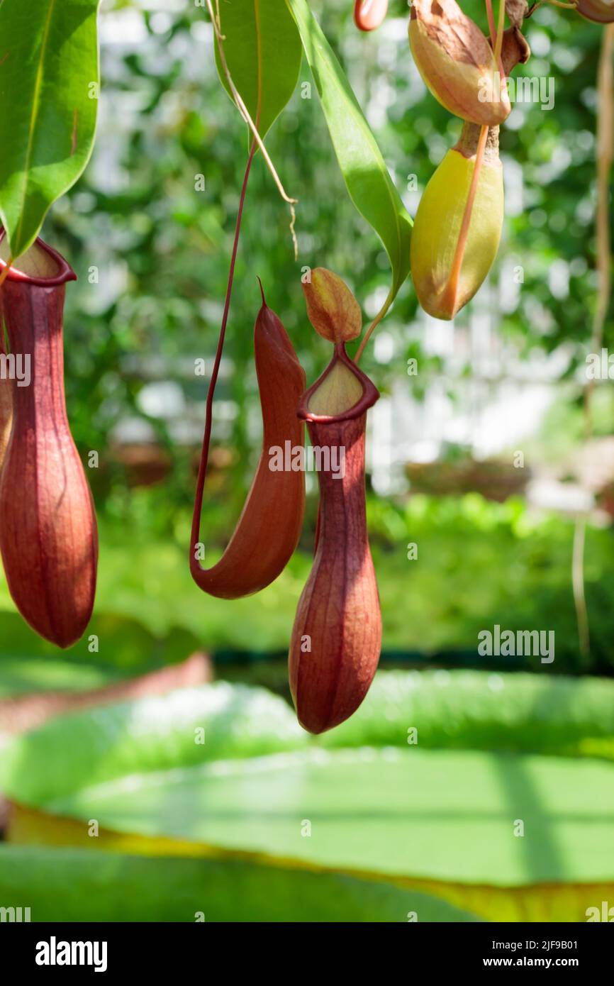 Colorfull pitcher plants, carnivorous plant on a tree Stock Photo - Alamy