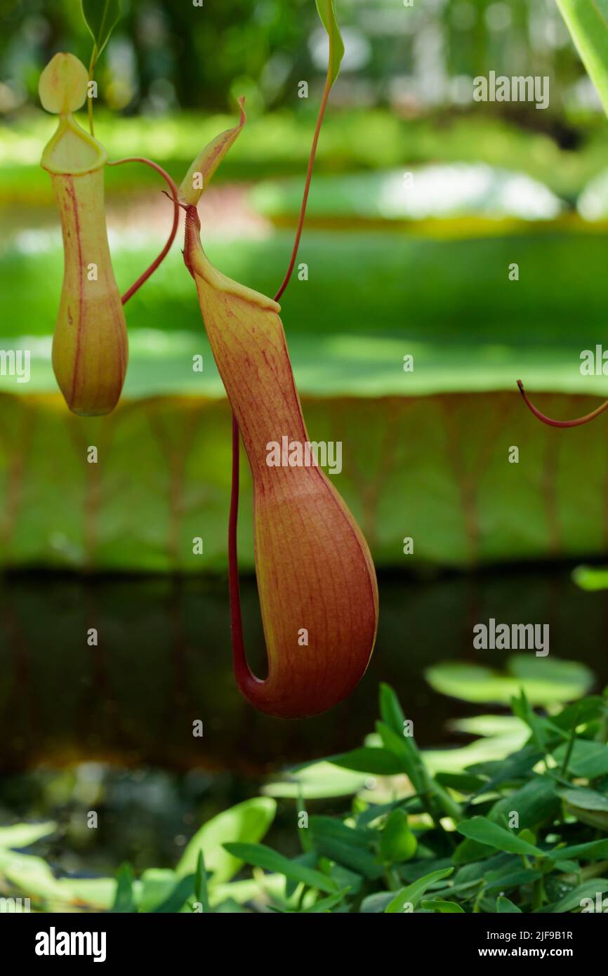 Colorfull pitcher plants, carnivorous plant on a tree Stock Photo - Alamy