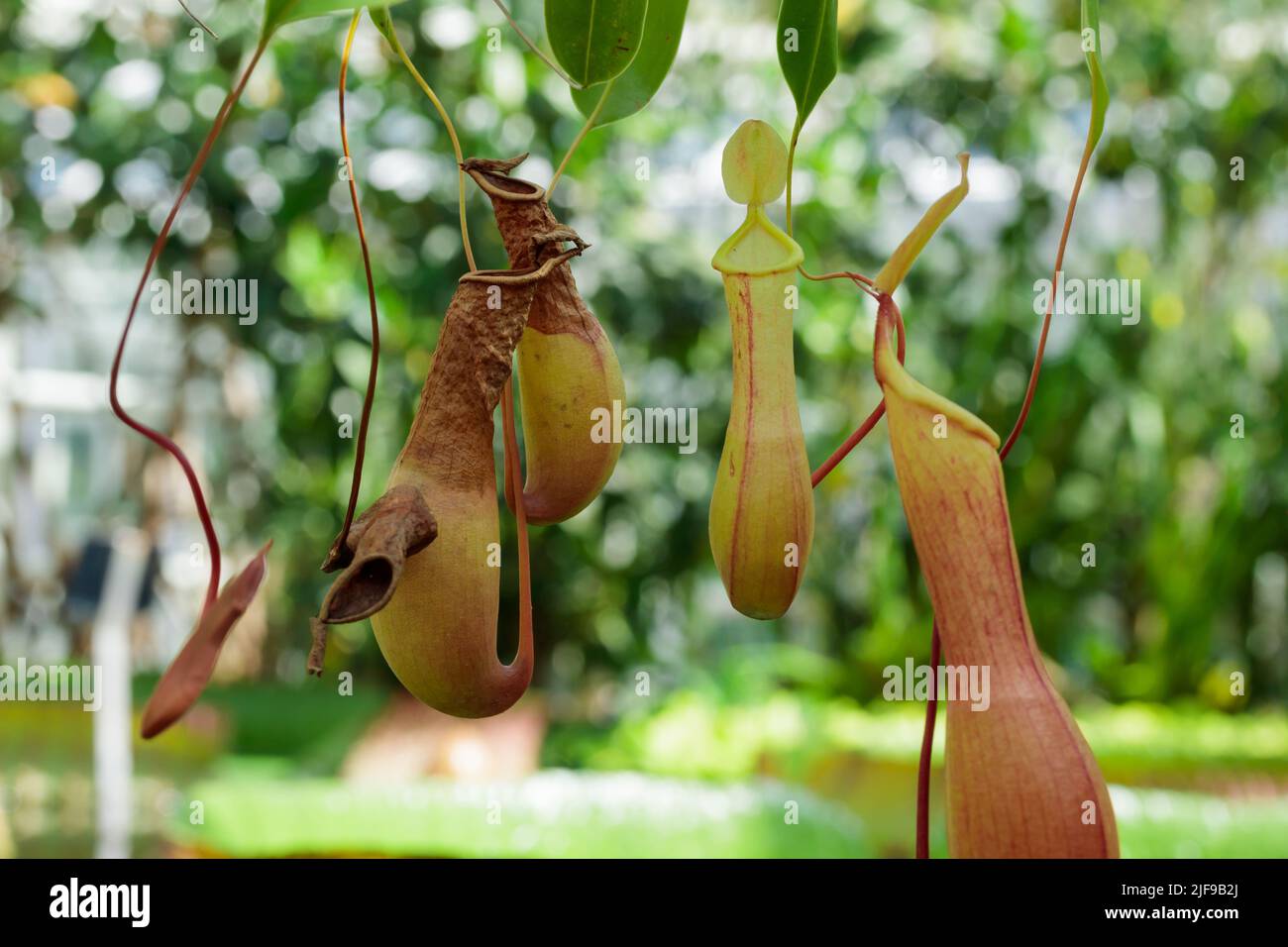 Colorfull pitcher plants, carnivorous plant on a tree Stock Photo - Alamy