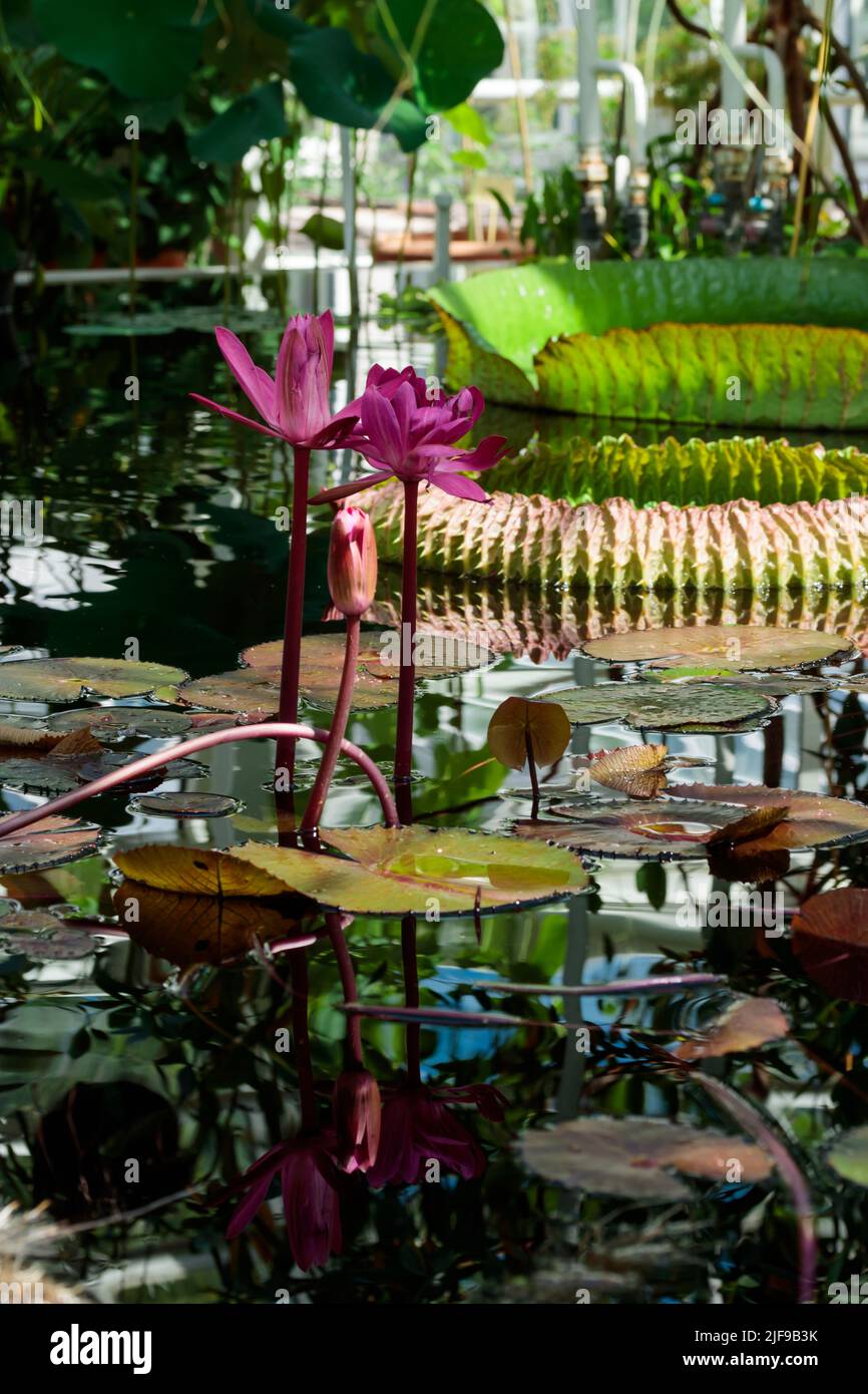 Tropical water lilly flower in laguna Stock Photo - Alamy