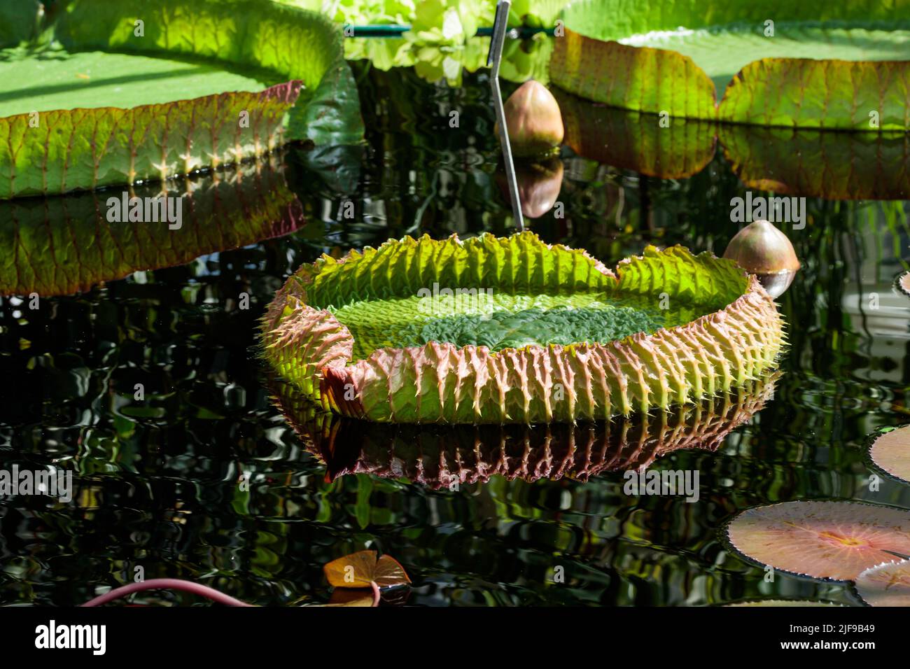 Victoria Regia plants in laguna Stock Photo - Alamy