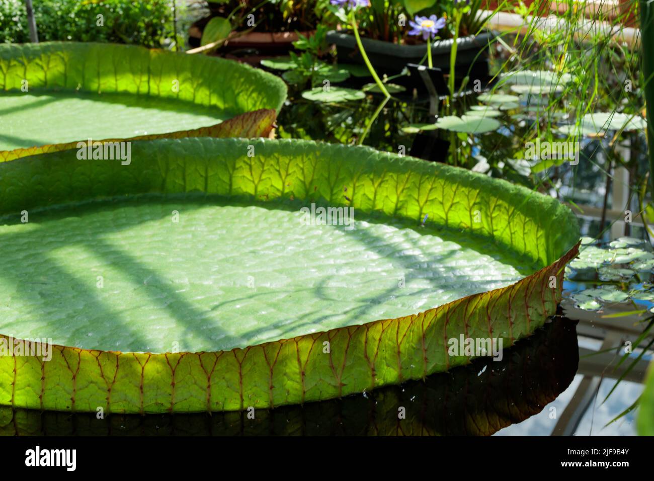 Victoria Regia plants in laguna Stock Photo - Alamy