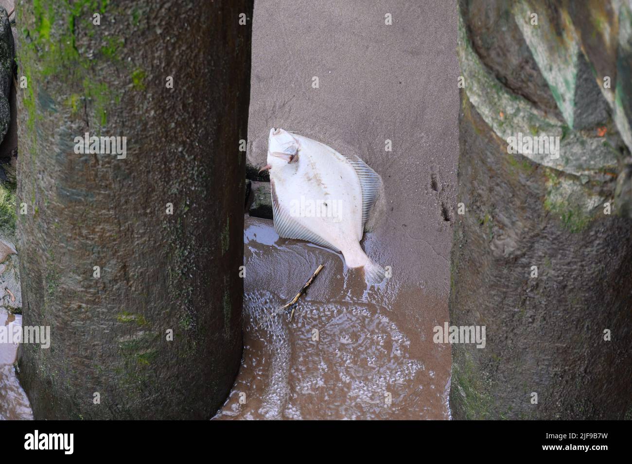 Hamburg, Germany. 29th June, 2022. A dead fish lies on a strip of sand ...