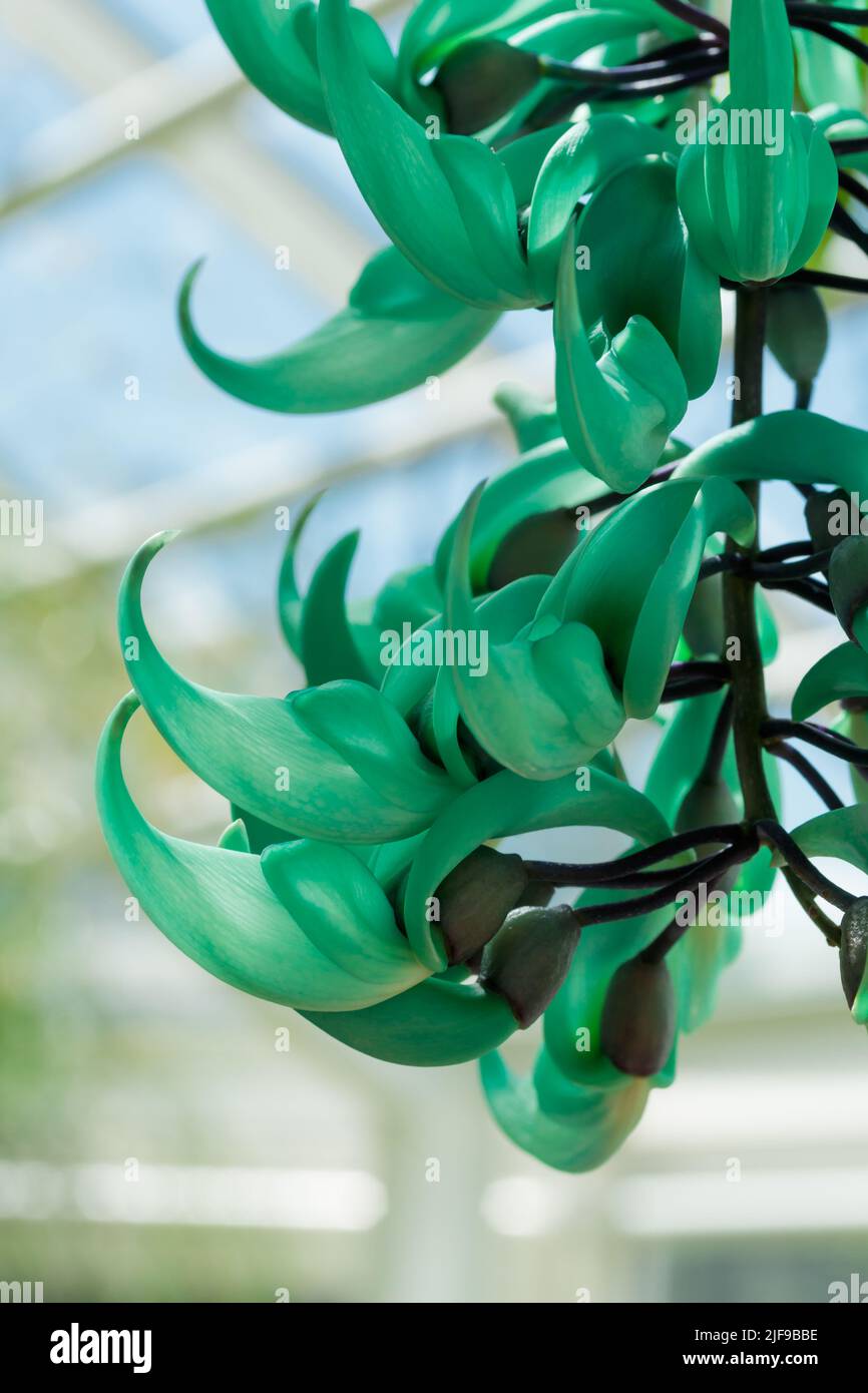 Green Jade Flower cascade Tropical growing green flora nature Stock ...