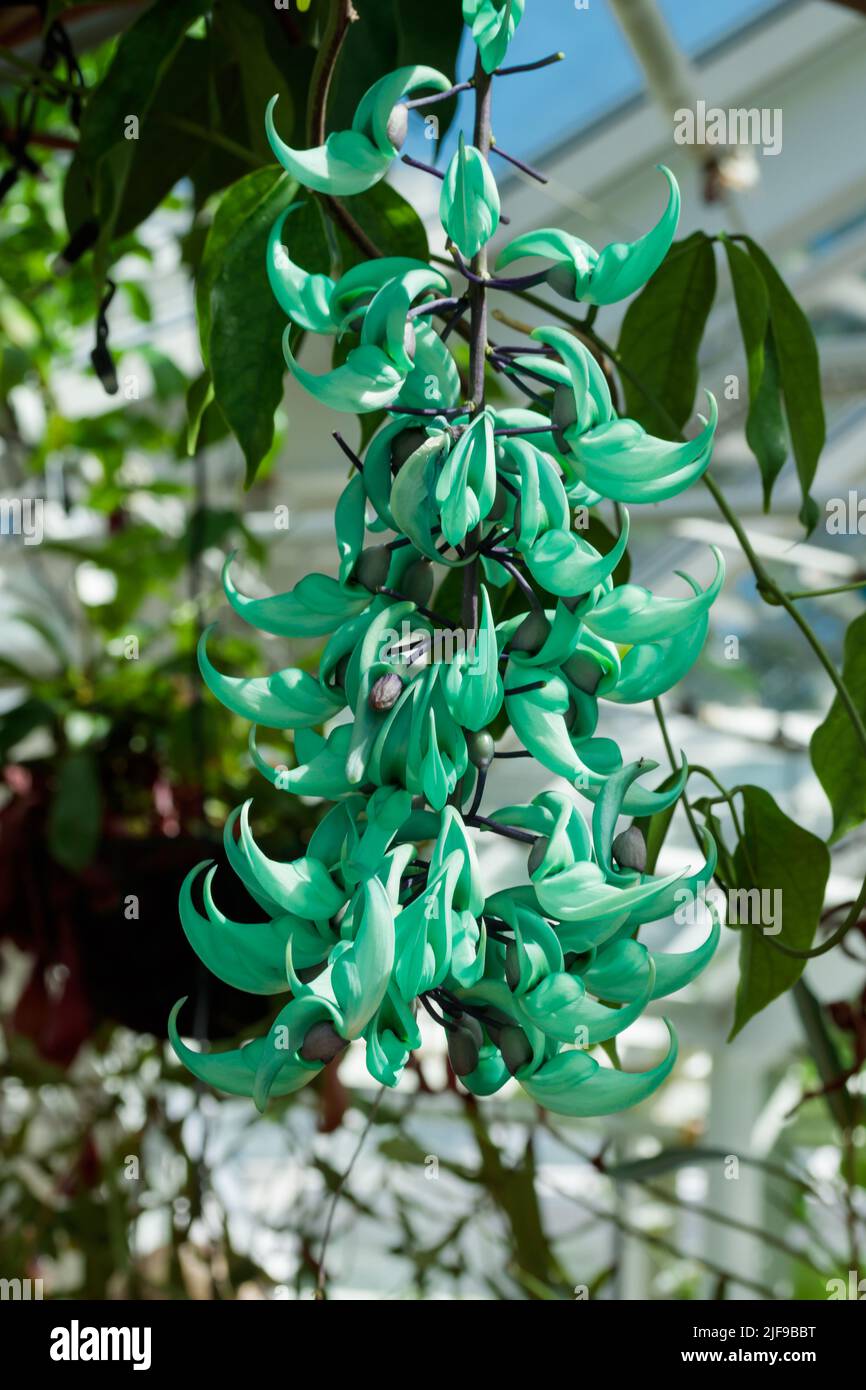 Green Jade Flower cascade Tropical growing green flora nature Stock ...