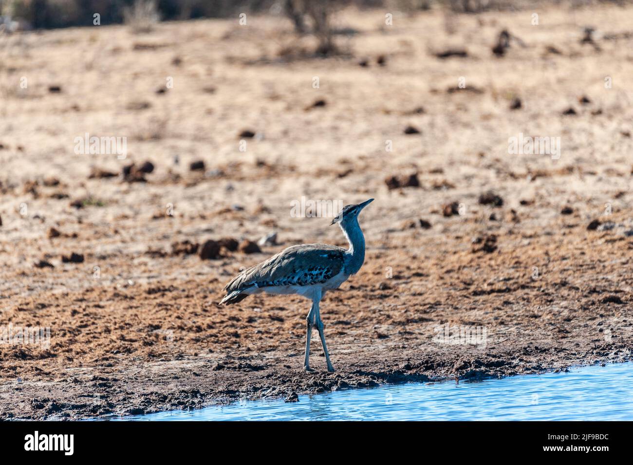 The Kori Bustard -Ardeotis kori- is considered to be the largest flying ...