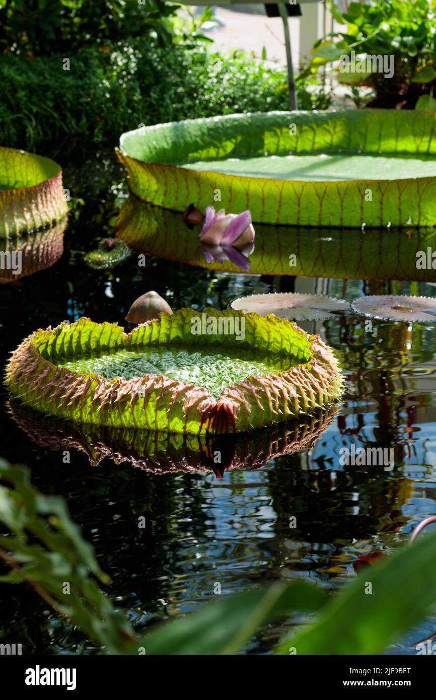Victoria Regia plants in laguna Stock Photo - Alamy