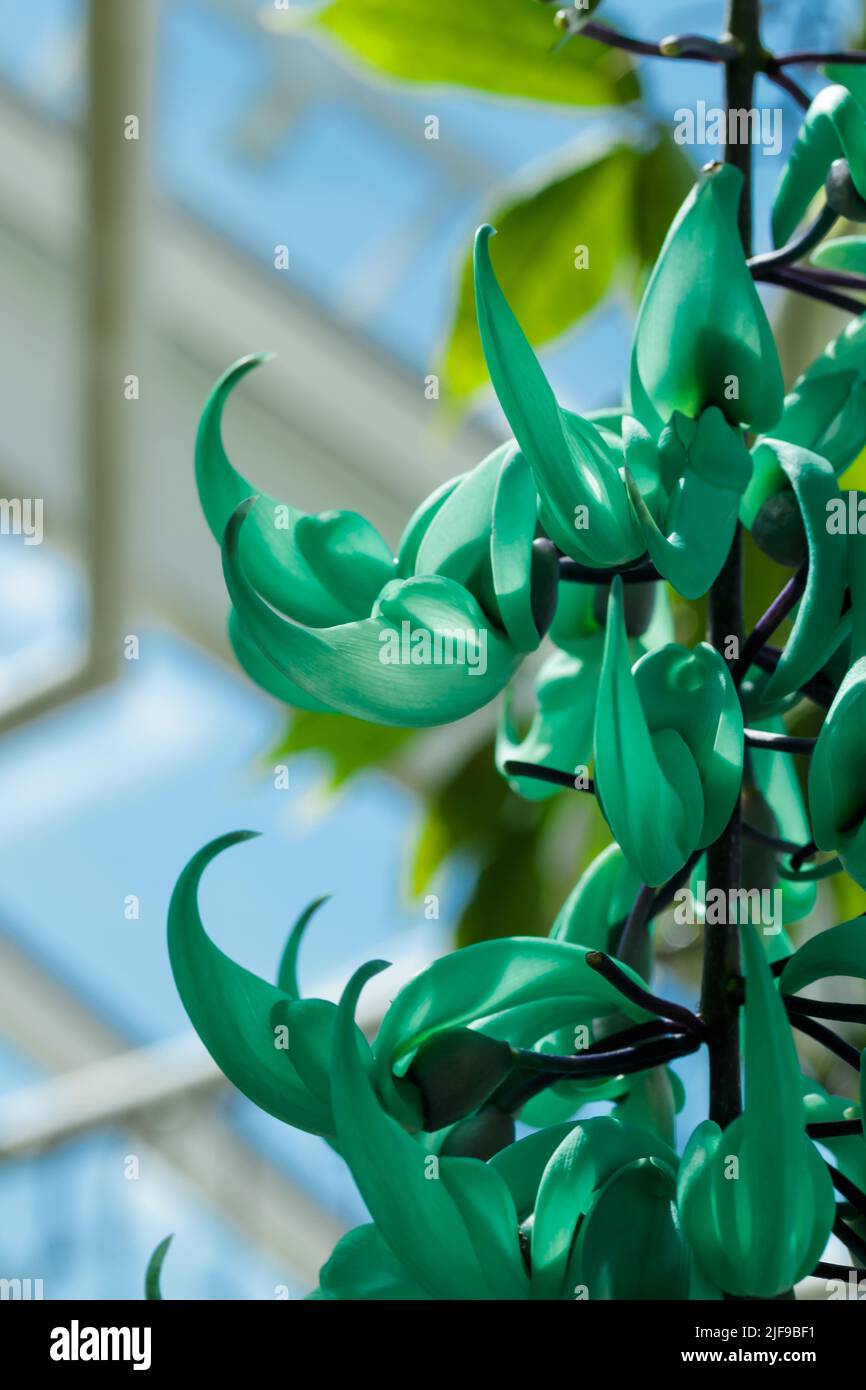 Green Jade Flower cascade Tropical growing green flora nature Stock ...