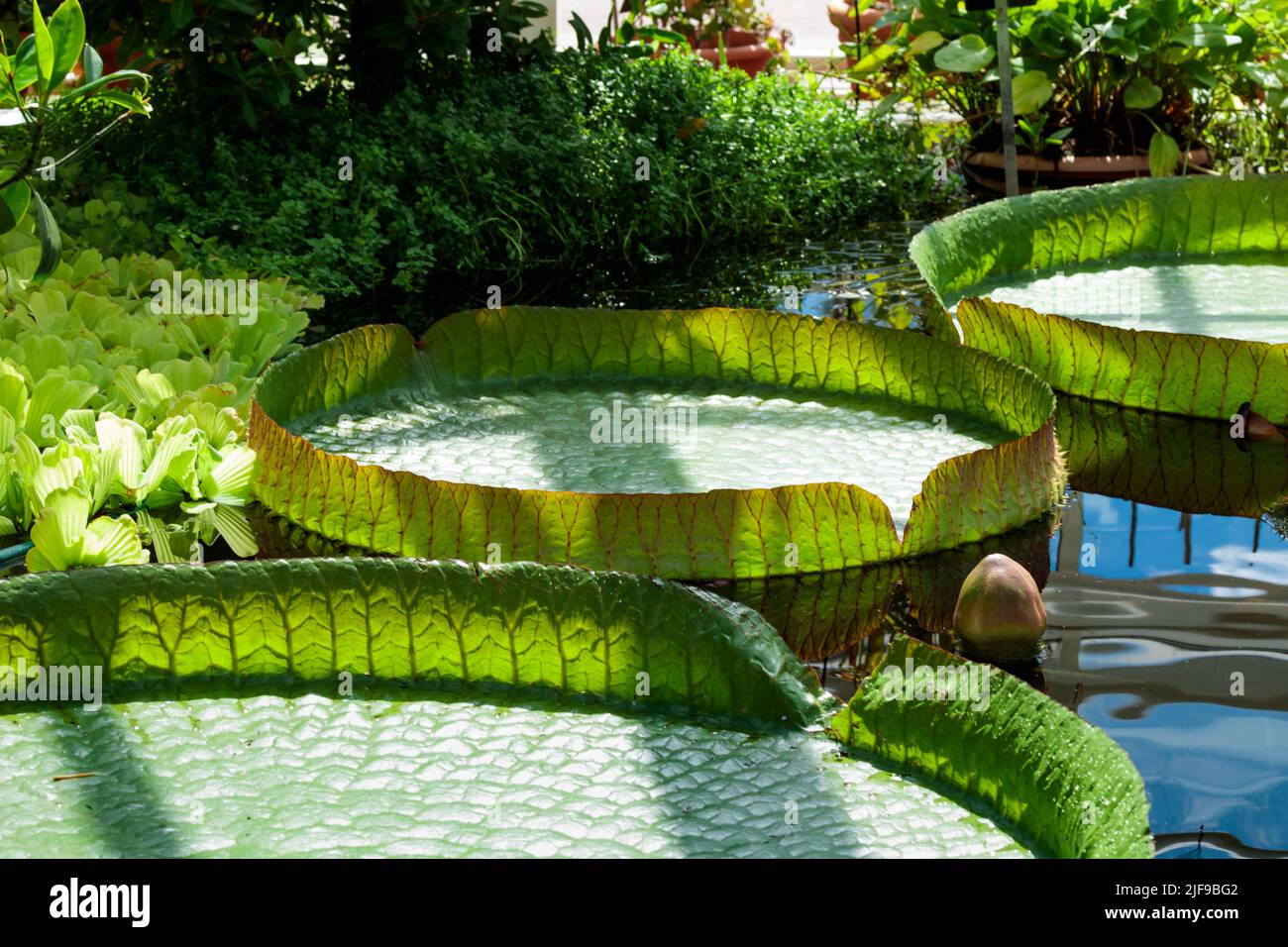 Victoria Regia plants in laguna Stock Photo - Alamy