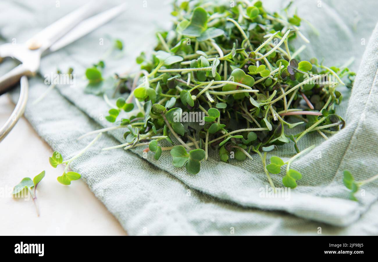 Fresh organic radish micro green on textile background Stock Photo - Alamy