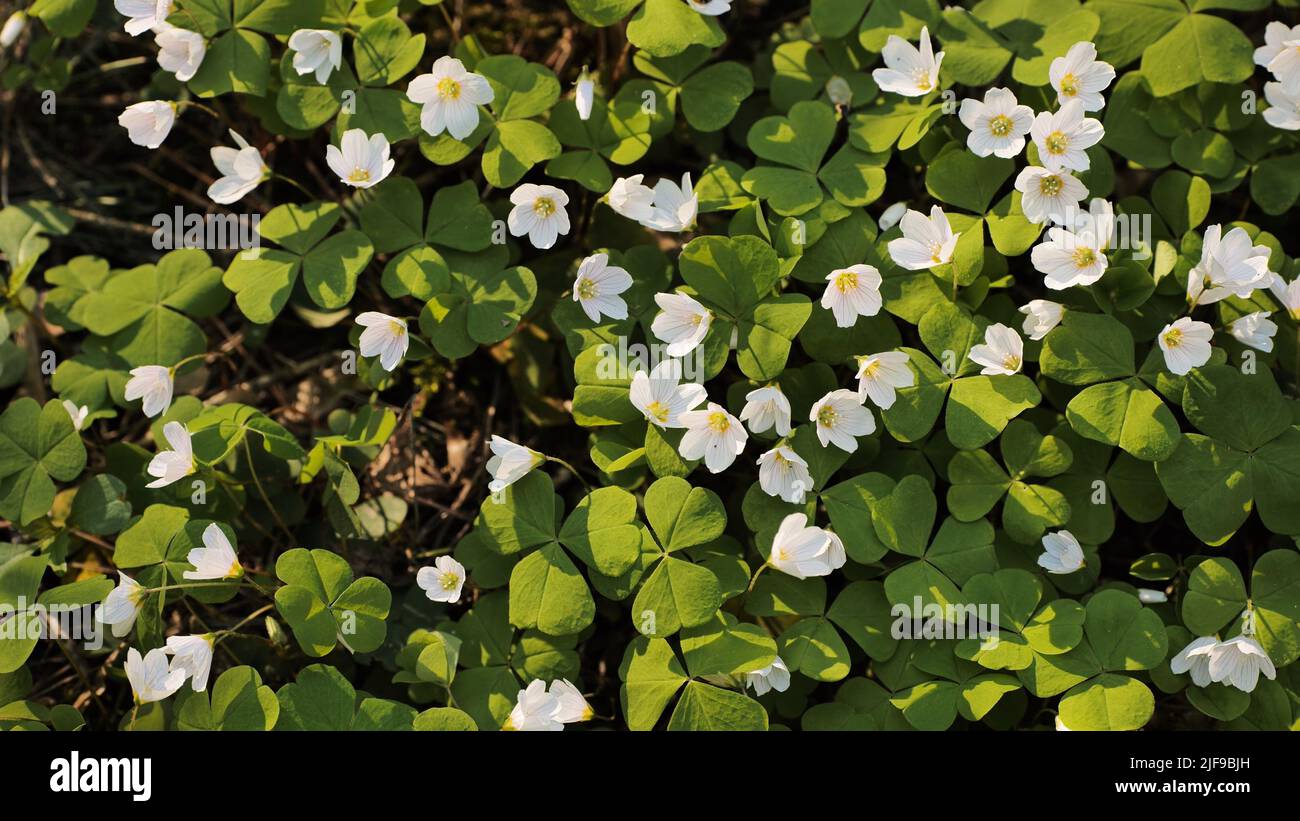 White Oxalis blooms in the forest in spring. View using the slider ...