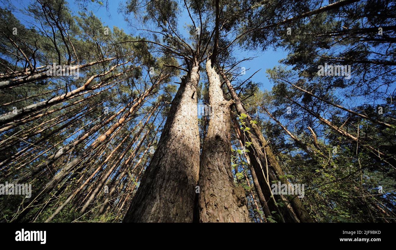 Spring Forest. View from below with a slider Stock Photo - Alamy