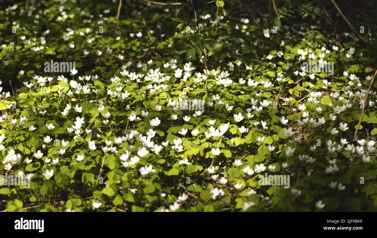 White Oxalis blooms in the forest in spring. View using the slider ...
