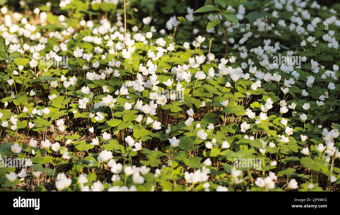 Blooming rabbit sprouts in the woods in spring. Smooth movement Stock ...