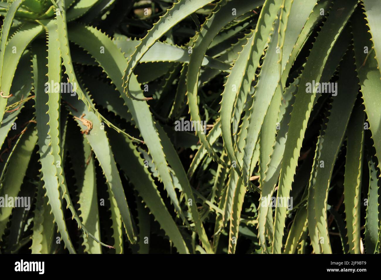 Dense aloe vera plant. Aloe vera cultivation Stock Photo - Alamy