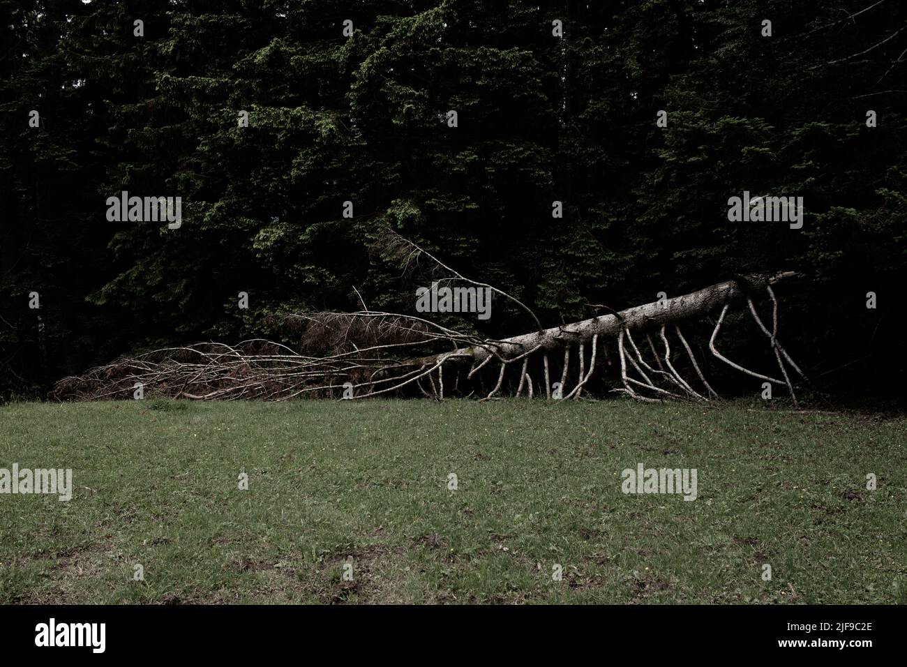 Bw tree hi-res stock photography and images - Alamy