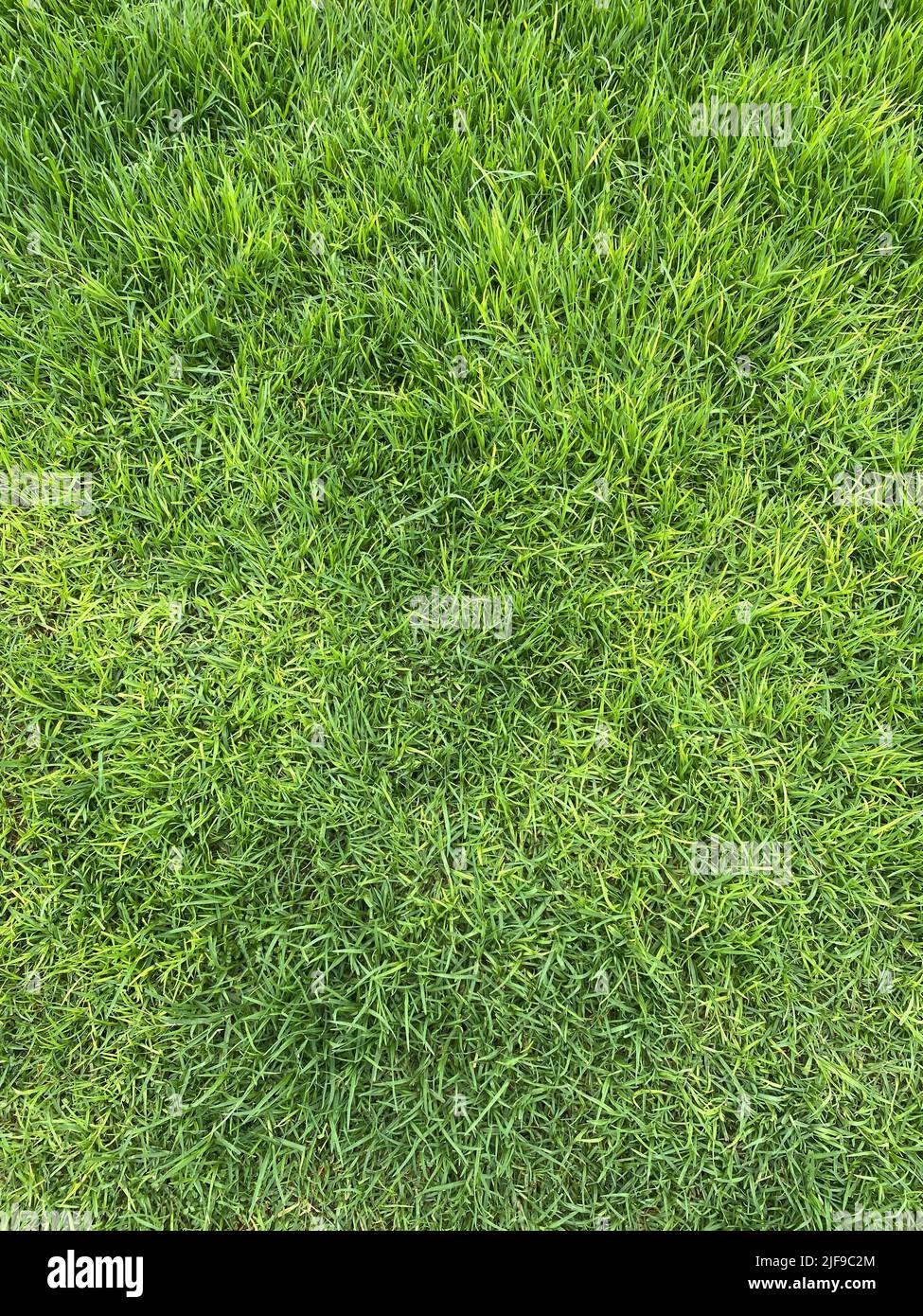 Grass field texture background of a garden Stock Photo - Alamy