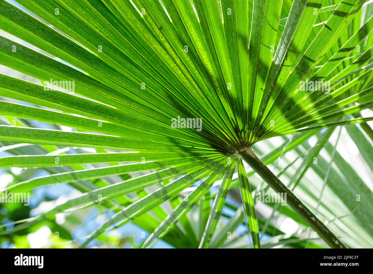 Tropical growing green palm leaf nature texture pattern Stock Photo - Alamy