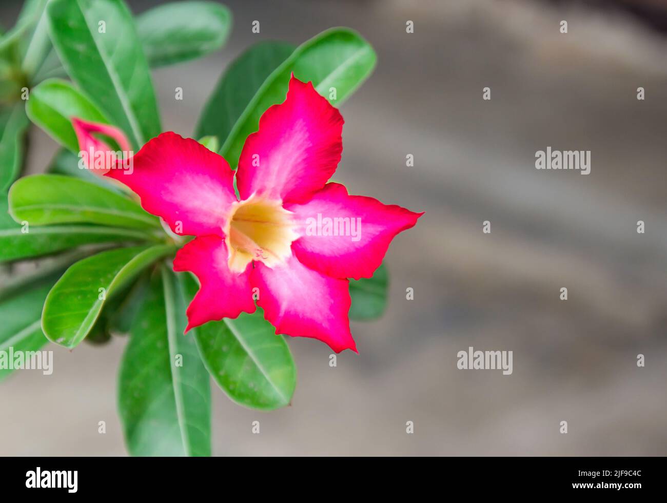 Close up Adenium obesum flower (Desert Rose; Impala Lily; Mock Azalea ...
