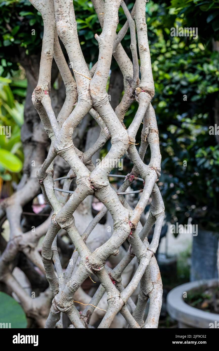 Close up shot of decorative tree roots inside of a botanical garden ...