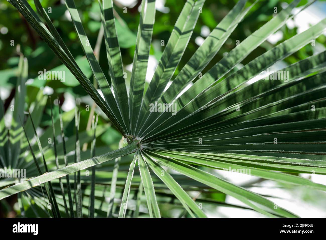 Tropical growing green palm leaf nature texture pattern Stock Photo - Alamy