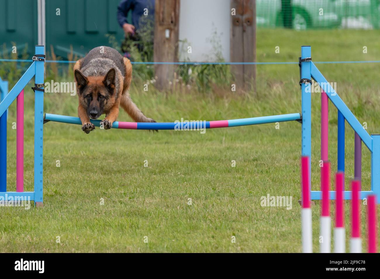 Dogs at agility show hi-res stock photography and images - Alamy