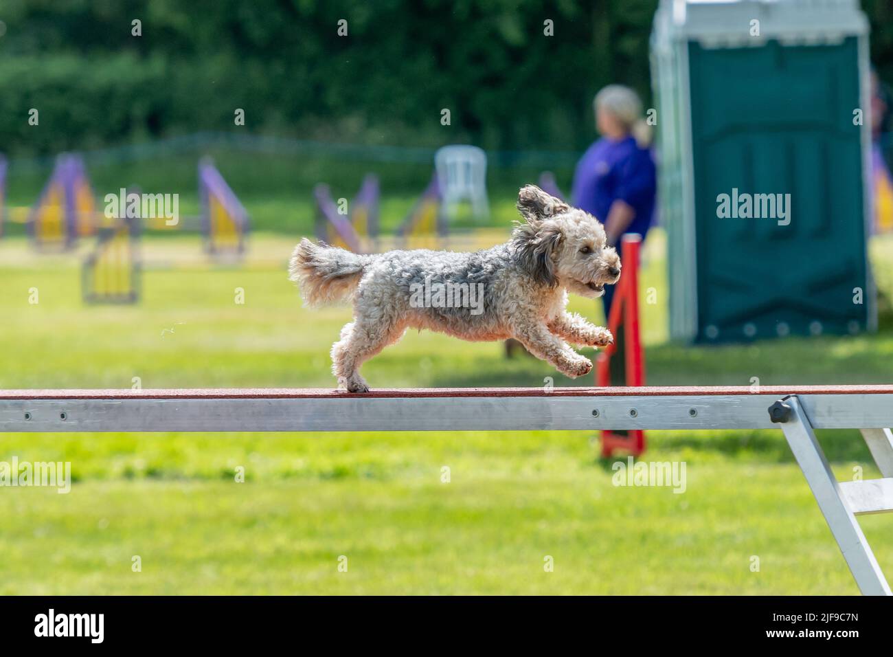 Dog agility competition, dog on the dog walk Stock Photo - Alamy