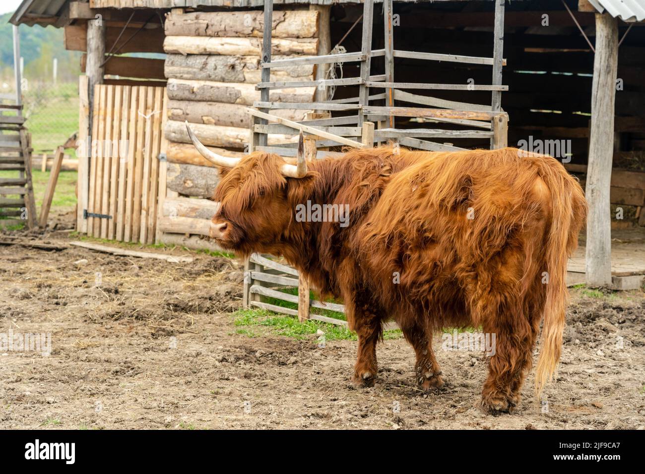 Texas huge horns hi-res stock photography and images - Alamy