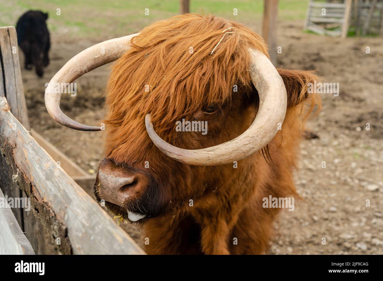 Texas huge horns hi-res stock photography and images - Alamy
