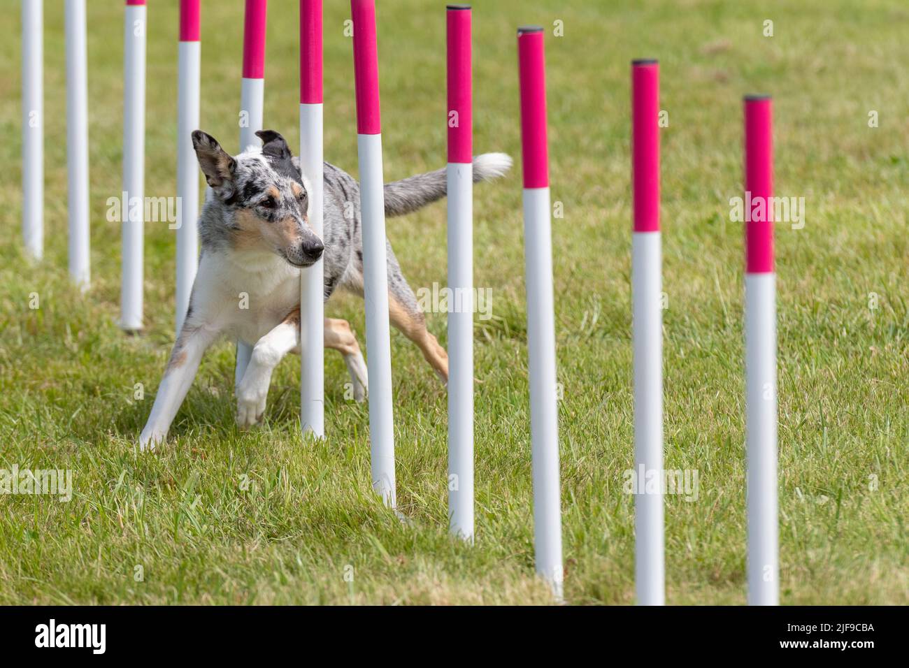 Dog weaving during agility competition Stock Photo - Alamy