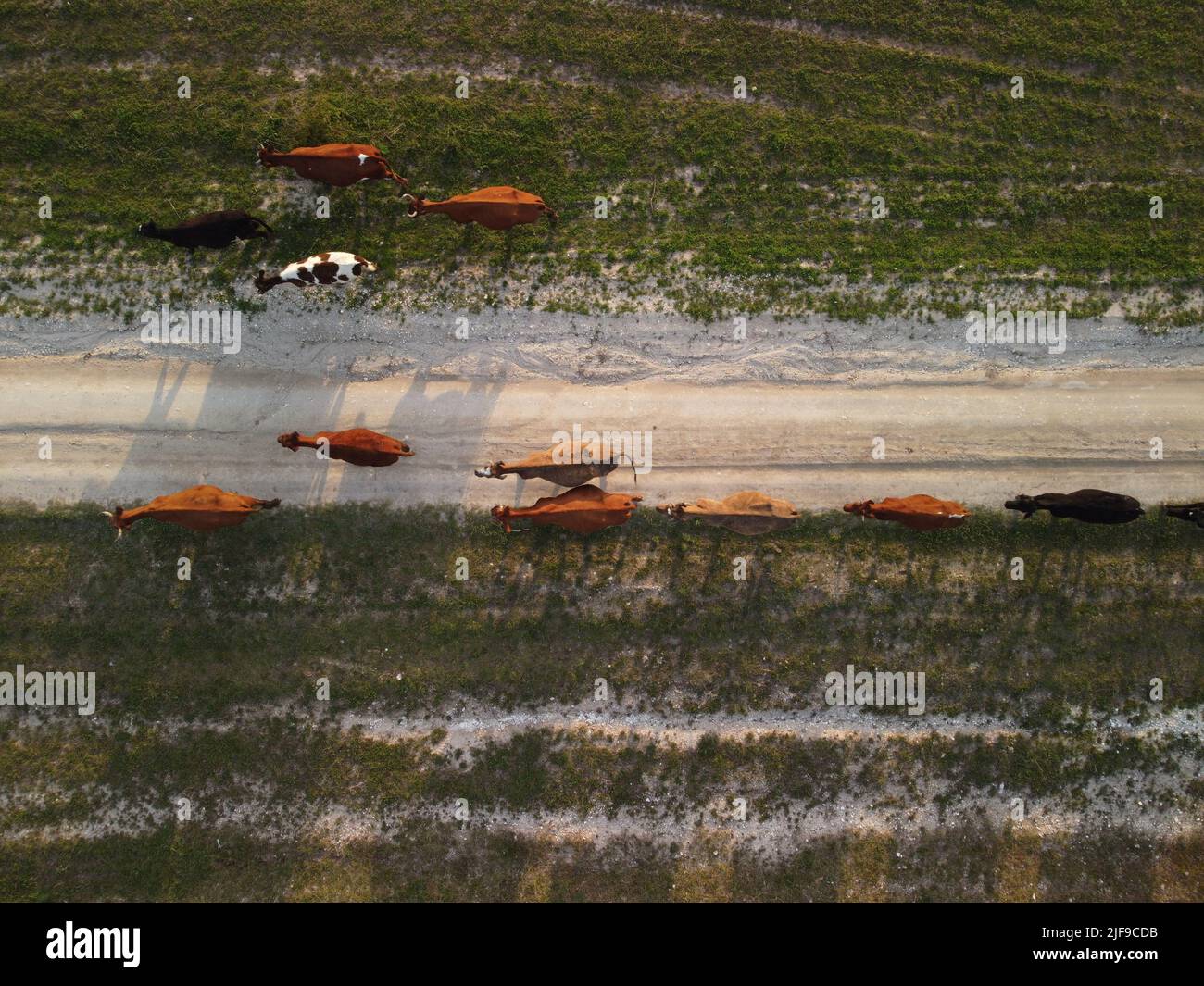 AERIAL: Flying over a small herd of cattle cows walking uniformly down ...