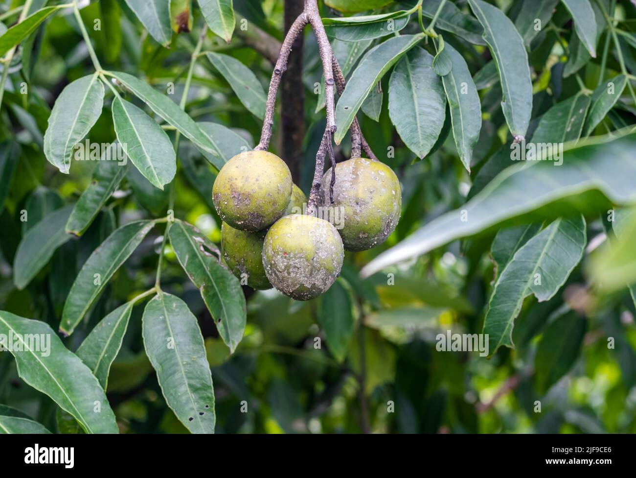 Mature spondias mombin or hog plum fruit hanging on the tree close up ...