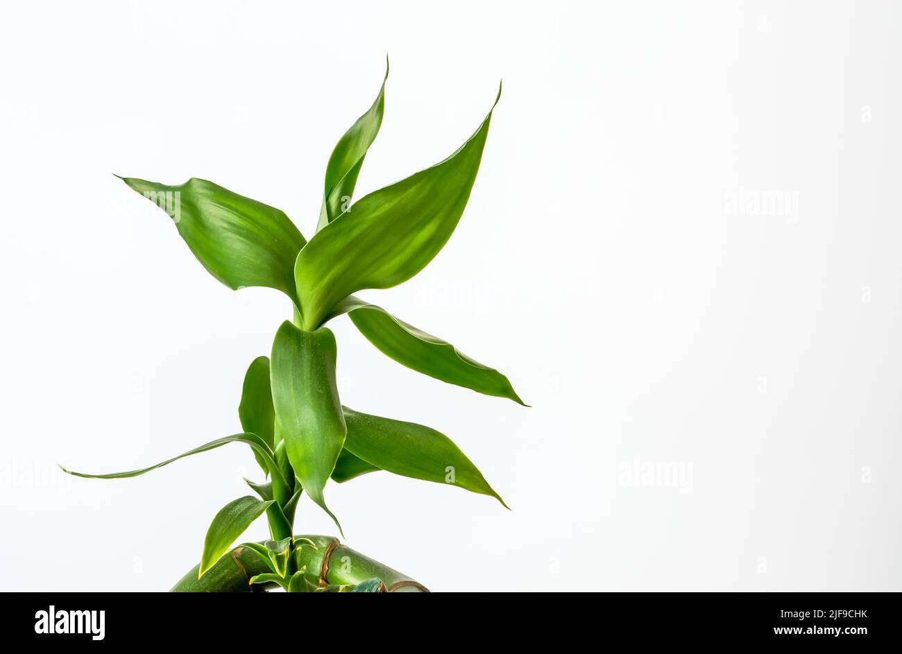 Lucky Bamboo, Ribbon Dracaena, Curly Bamboo, Chinese Aquatic Bamboo ...