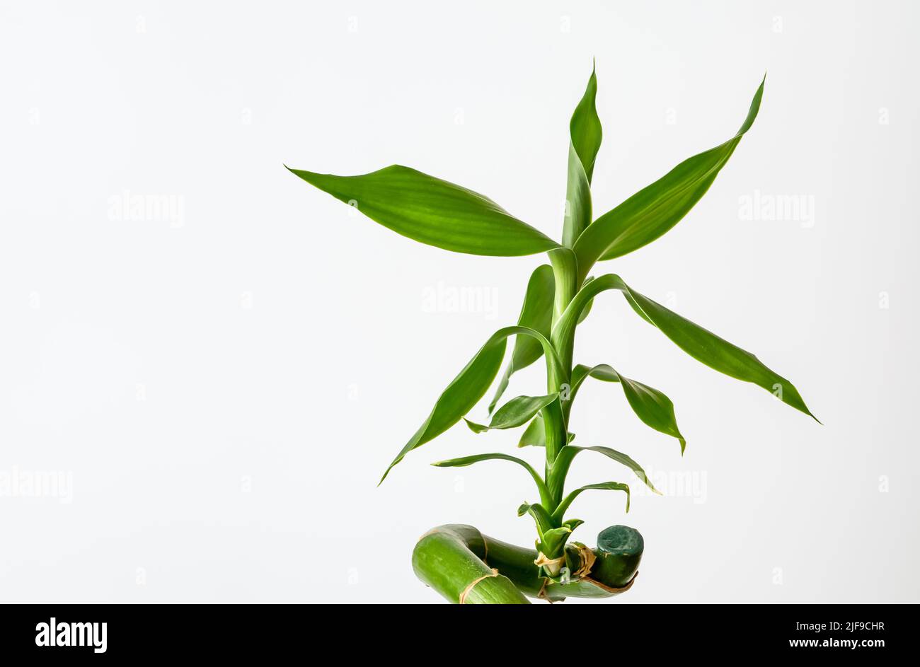 Lucky Bamboo, Ribbon Dracaena, Curly Bamboo, Chinese Aquatic Bamboo ...