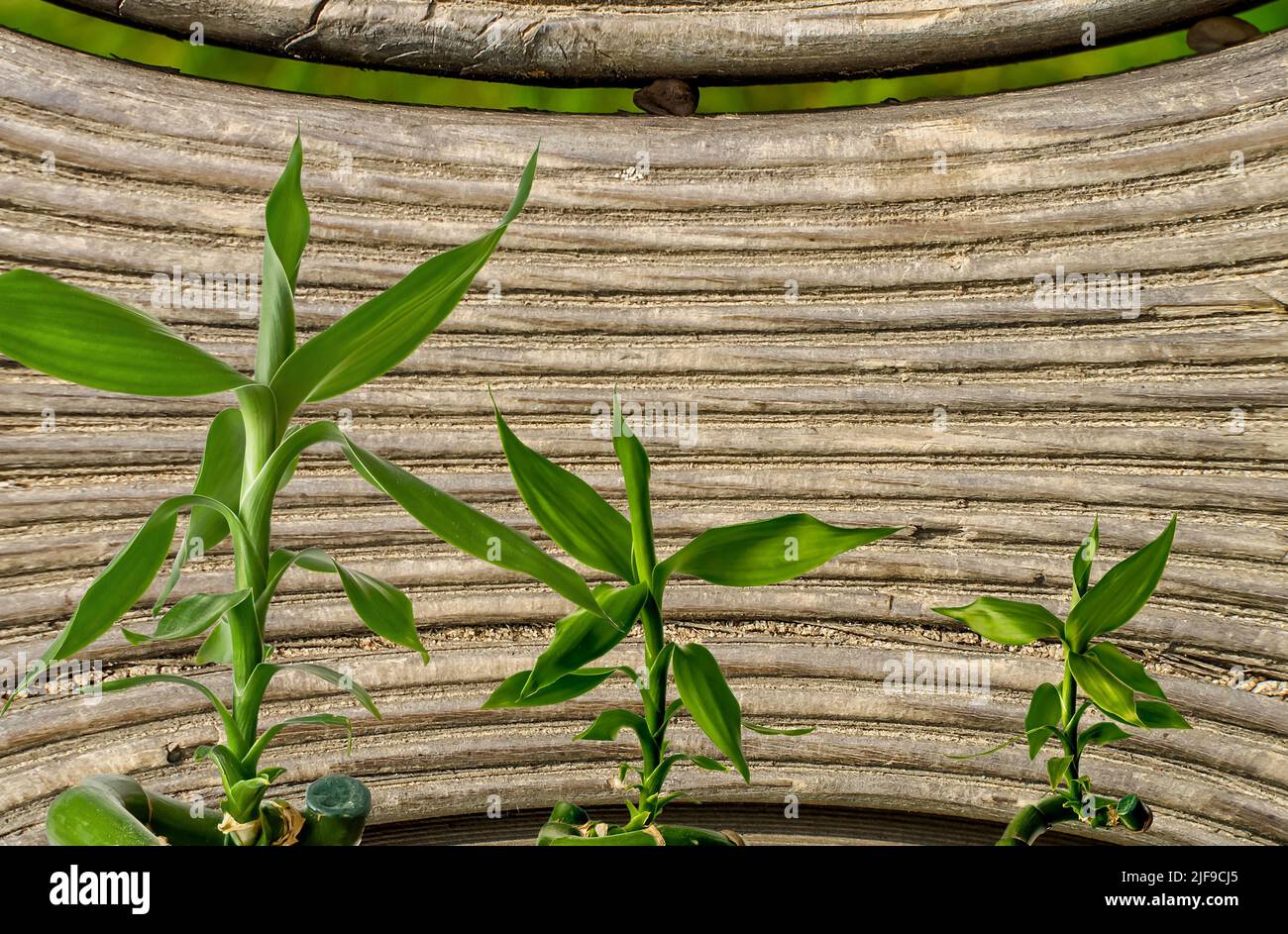 Lucky Bamboo, ribbon dracaena, curly bamboo, Chinese aquatic bamboo ...