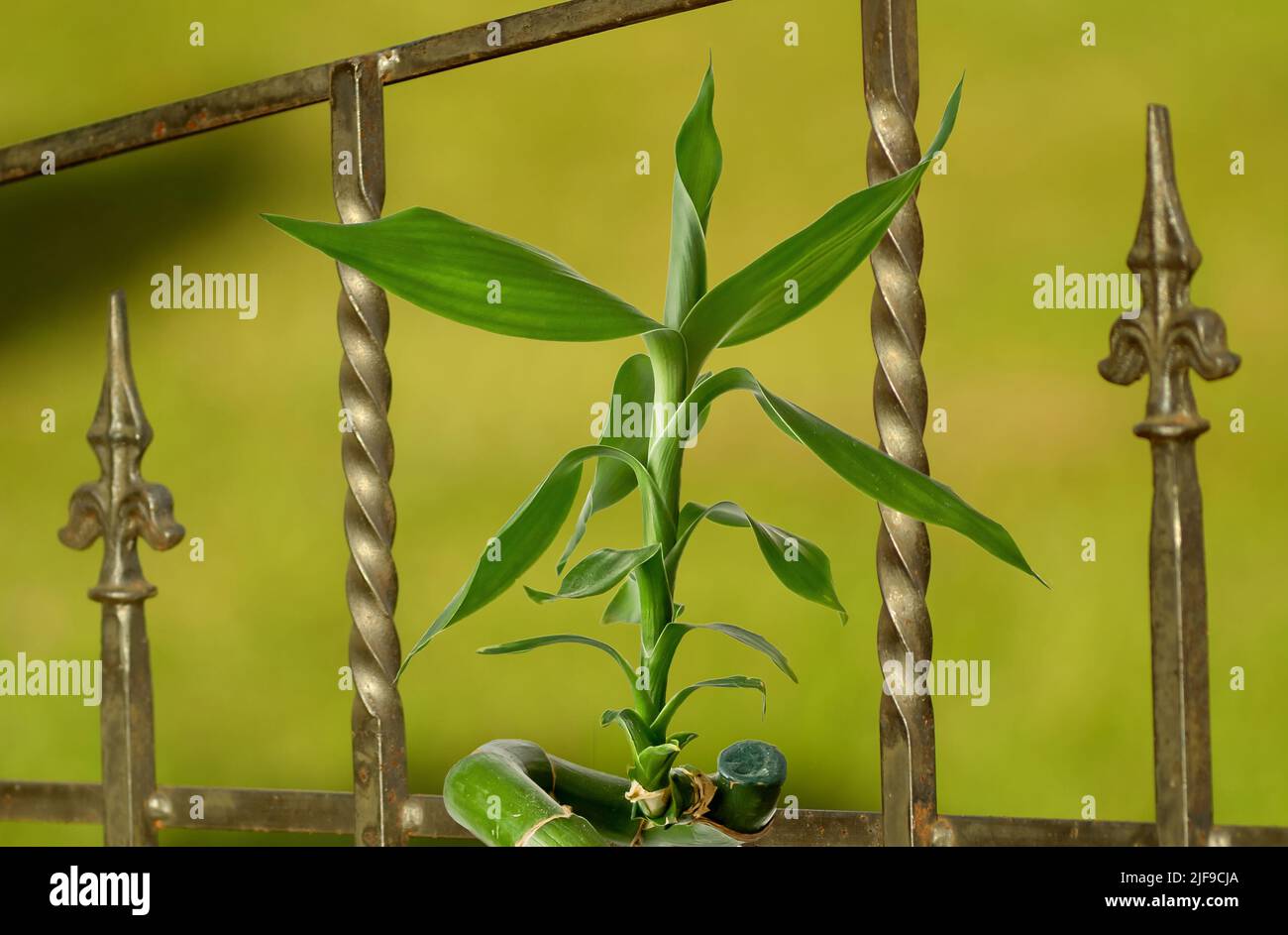 Lucky Bamboo, Ribbon Dracaena, Curly Bamboo, Chinese Aquatic Bamboo ...