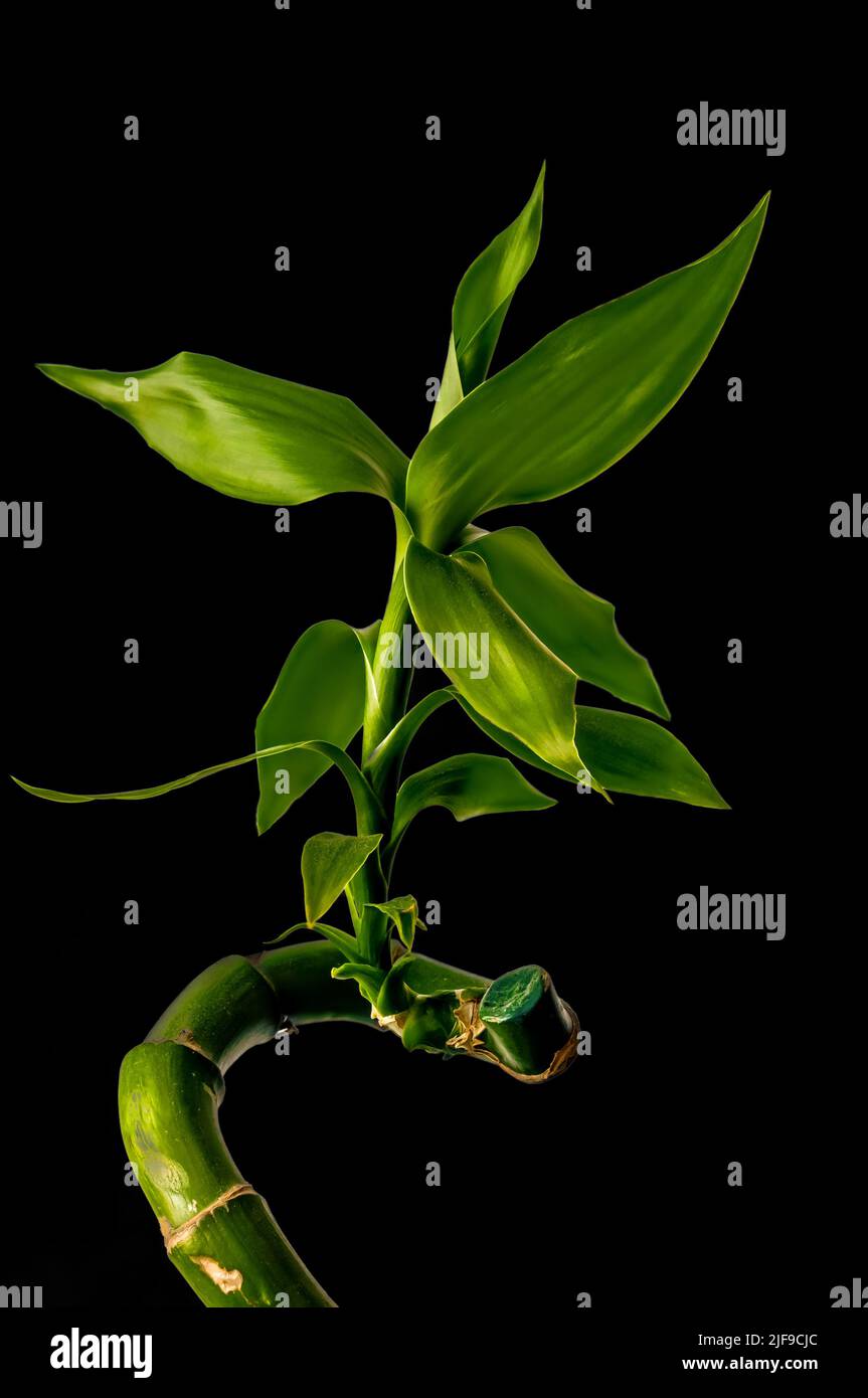 Lucky Bamboo, Ribbon Dracaena, Curly Bamboo, Chinese Aquatic Bamboo ...