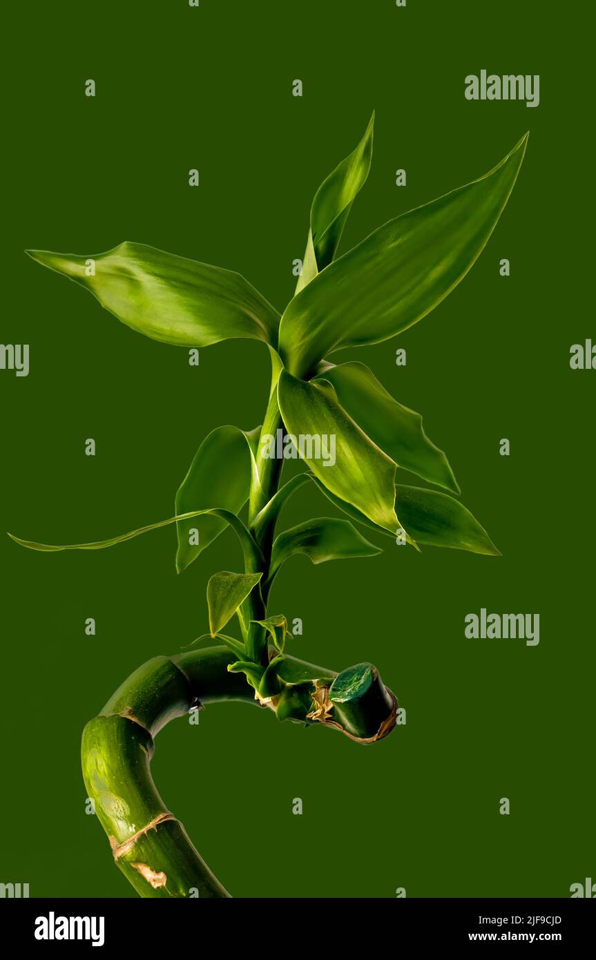 Lucky Bamboo, ribbon dracaena, curly bamboo, Chinese aquatic bamboo ...