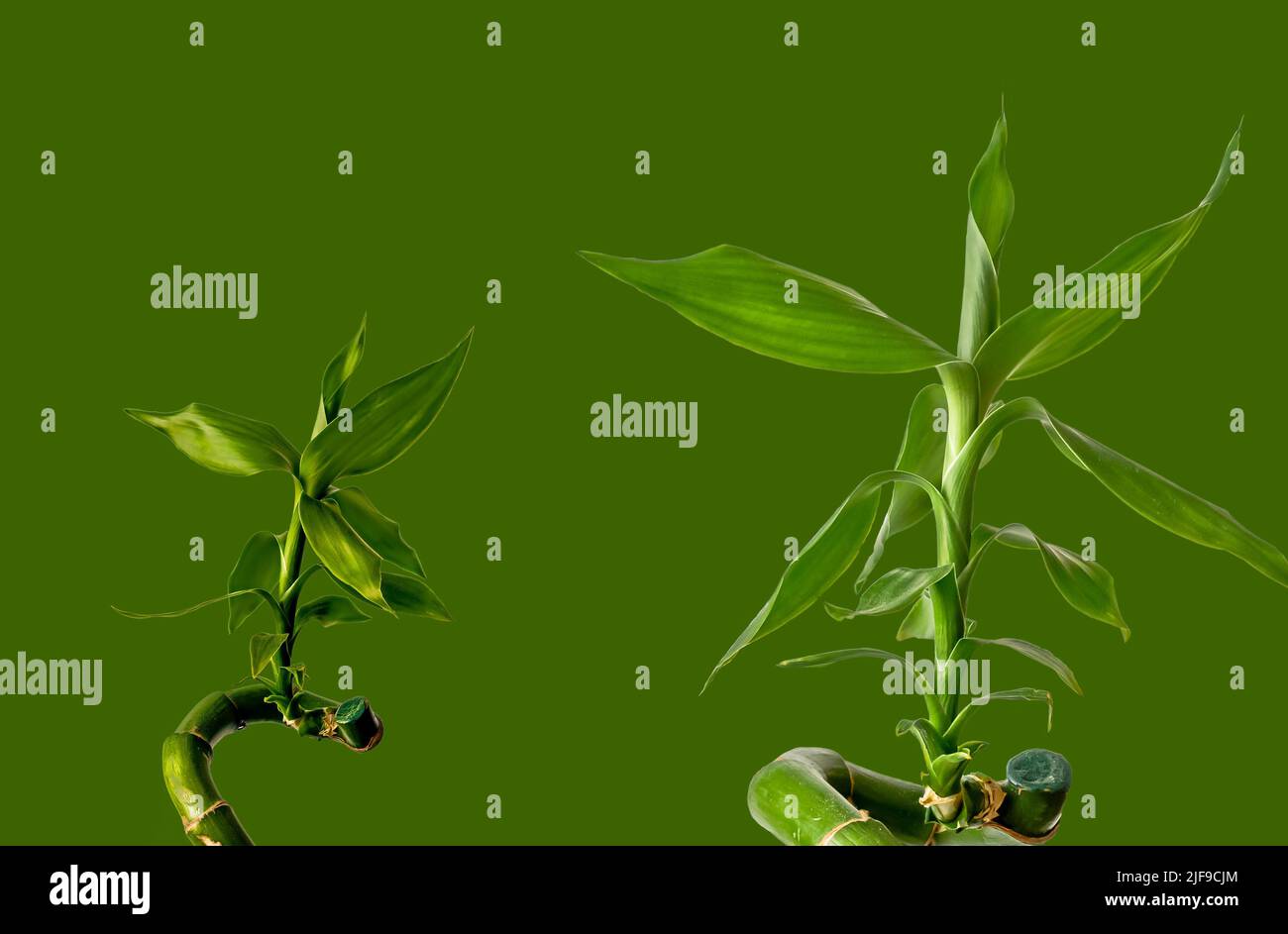 Lucky Bamboo, ribbon dracaena, curly bamboo, Chinese aquatic bamboo ...