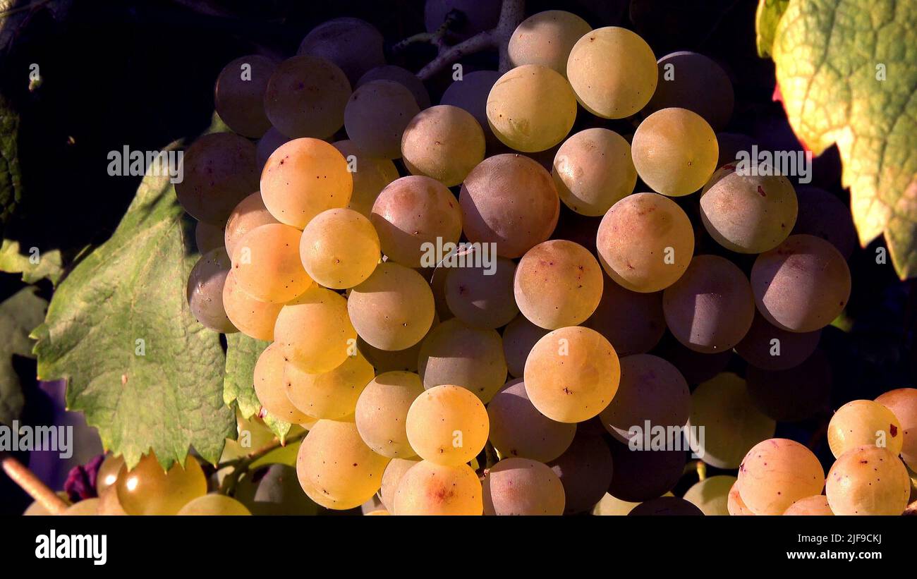 Cortese grapes hi-res stock photography and images - Alamy