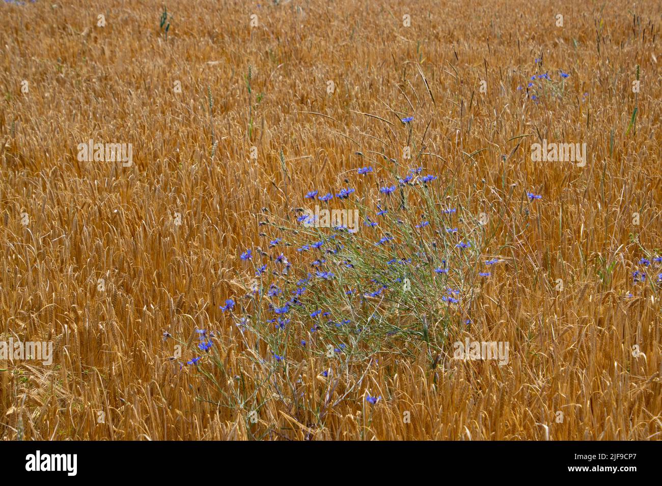 Blue cornflower growing in a wheatfield, focus on blue flower Centaurea ...